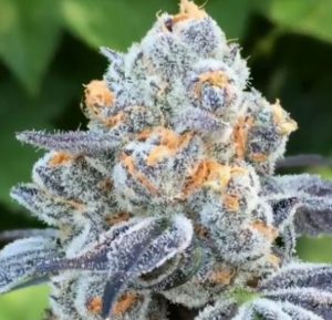 Buy Arjan Haze Seeds Online | The Seed Fair