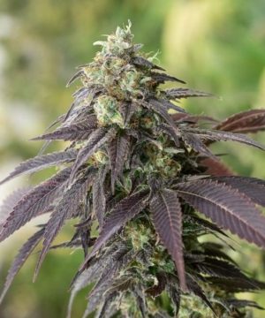 Ingrid Strain Feminized | Ingrid Feminized Cannabis Seeds