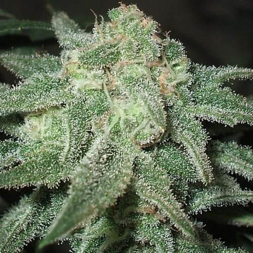Buy Trainwreck Seeds Online | The Seed Fair