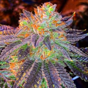 Big Haze Seeds | Big Haze Autoflower Seeds | The Seed Fair