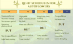 The Best Light Schedule For Autoflowering Cannabis Revealed