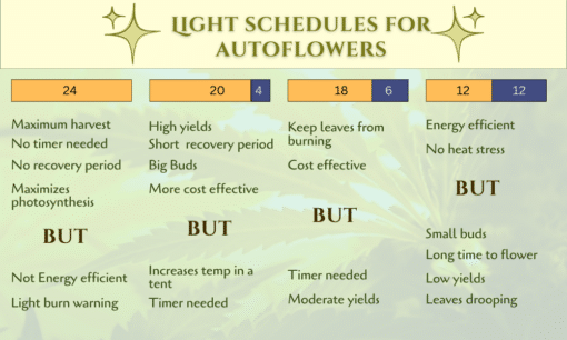 The Best Light Schedule For Autoflowering Cannabis Revealed