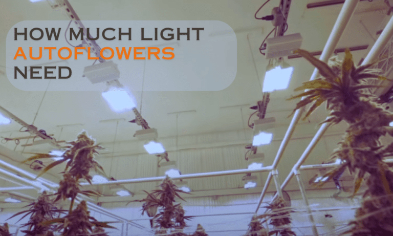 The Best Light Schedule For Autoflowering Cannabis Revealed