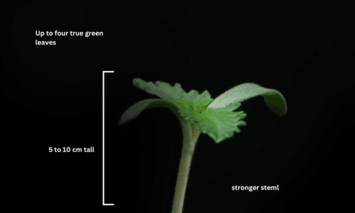 Week-by-Week Life Cycle of Autoflowering Cannabis In Pictures