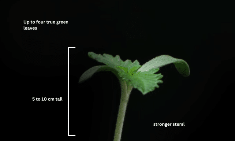 Week-by-Week Life Cycle of Autoflowering Cannabis In Pictures