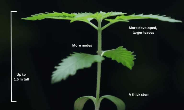 Week-by-Week Life Cycle of Autoflowering Cannabis In Pictures