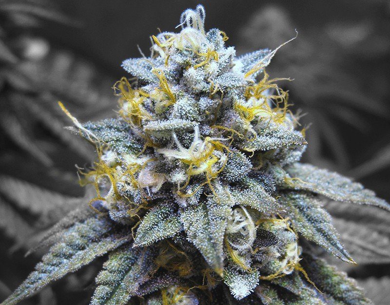 Kosher Kush Feminized Seeds | The Seed Fair