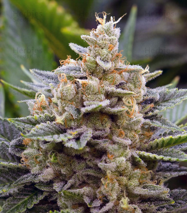 Chemdog #4 Feminized Seeds | The Seed Fair