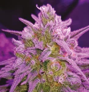 Critical Purple Feminized Seeds | The Seed Fair