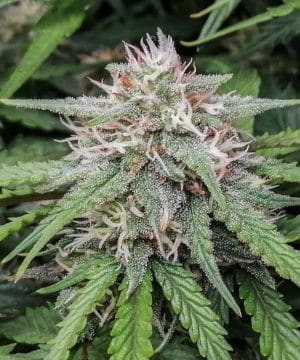Buy Sativa Cannabis Seeds for Sale | The Seed Fair
