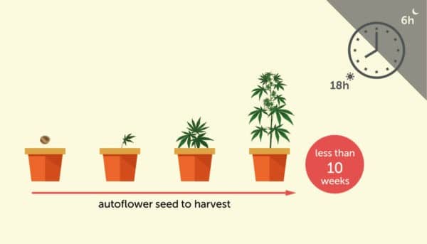 The Lifecycle of Autoflowering Cannabis | The Seedfair