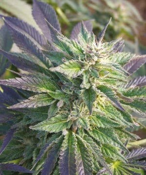 CBD Blueberry 1 to 16 Seeds | The Seed Fair