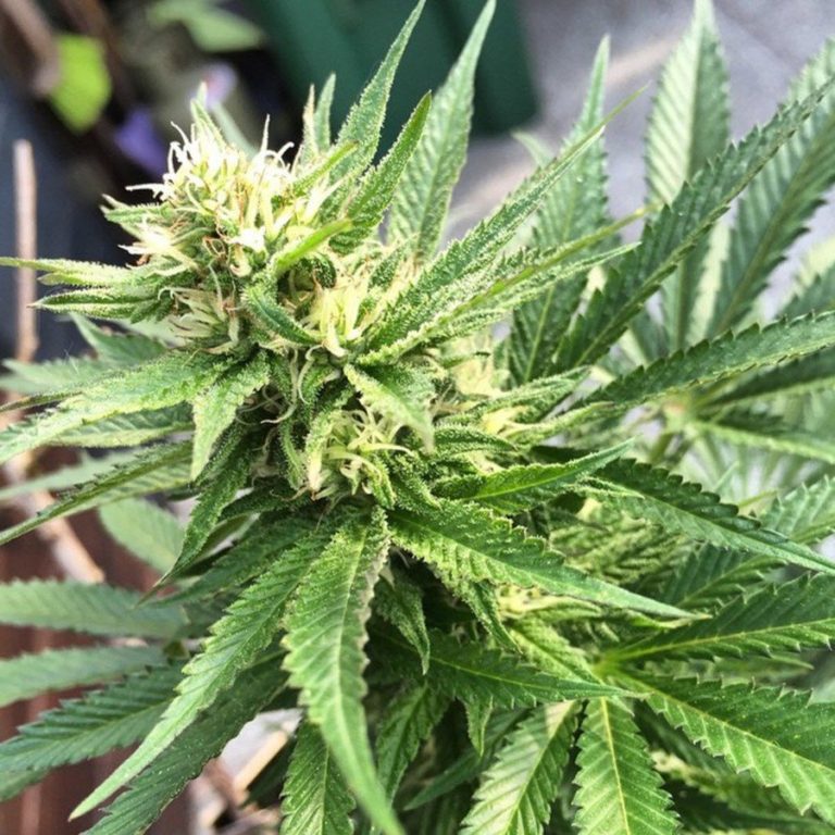 Candy Kush Autoflower Seeds | The Seed Fair