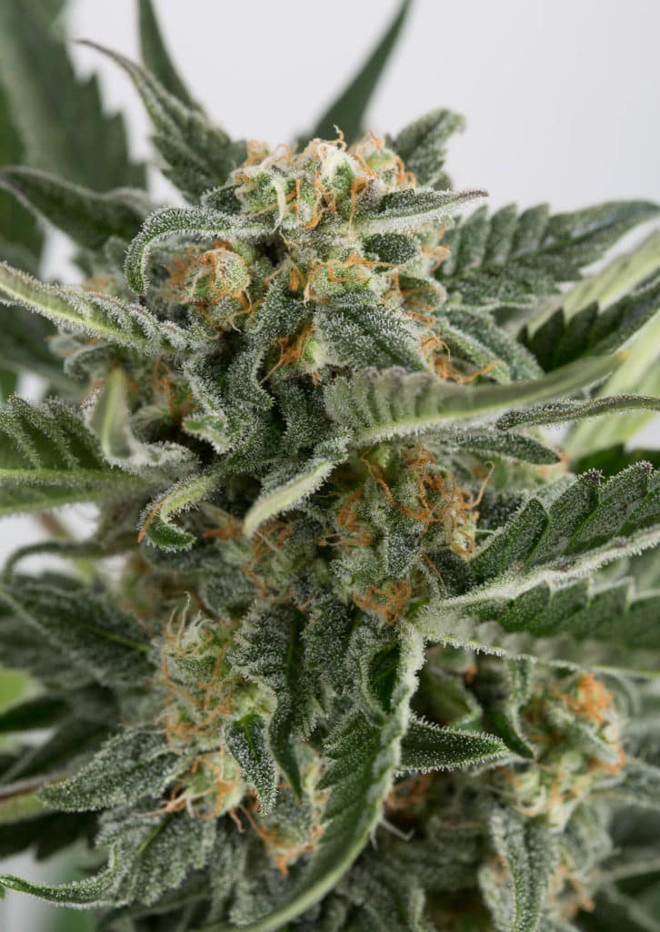 Devil XXL Autoflower Seeds | The Seed Fair