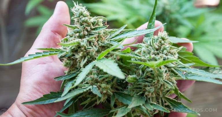 7 Signs to Determine When Autoflower Is Harvest Ready