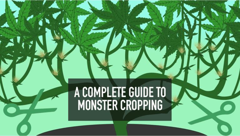 Monster Cropping Weed | The Ultimate Guide On Monster Cropping