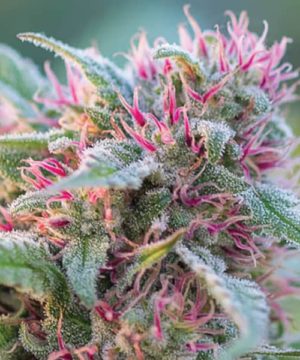 Buy Exotic Cannabis Seeds for Sale | The Seed Fair