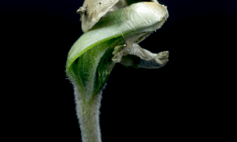 Week-by-Week Life Cycle of Autoflowering Cannabis In Pictures