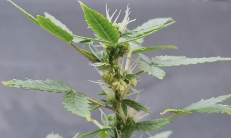 Cannabis Geschlechtsidentifikation: Männliche vs. weibliche vs. zwittrige Pflanzen