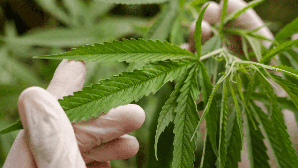 How to Fix Down-Curled Cannabis Leaves | The Seed Fair