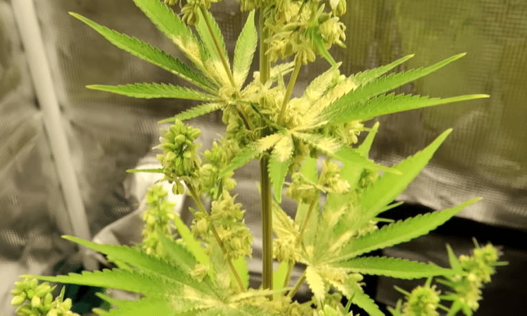 Cannabis Geschlechtsidentifikation: Männliche vs. weibliche vs. zwittrige Pflanzen