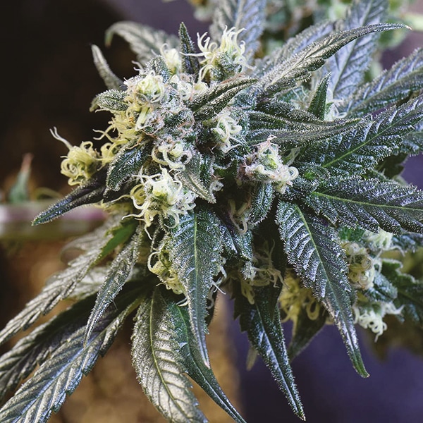 Buy Black Hulk Feminized Seeds Online | The Seed Fair