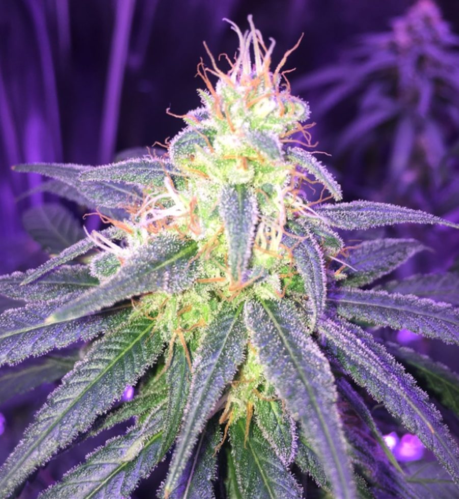 Sweet Island Feminized Seeds | The Seed Fair