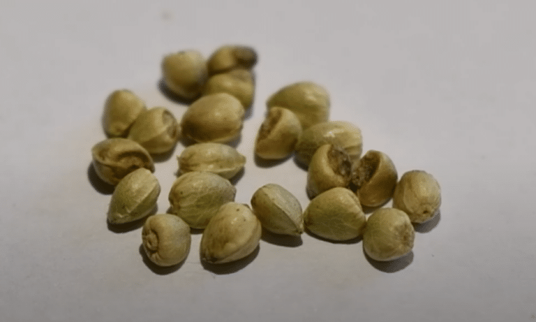How to Identify A Female Cannabis Seeds By Sight: Truth Or Myth?
