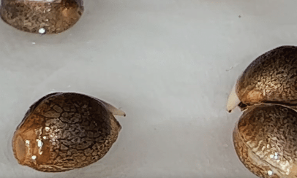 How to Identify A Female Cannabis Seeds By Sight: Truth Or Myth?