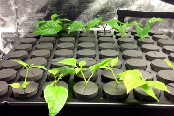 How To Make A Cloning Box | Our Guide On Cloning Setup