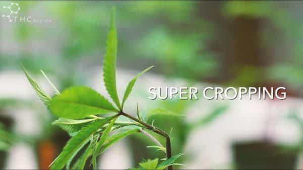 A Simple Guide to Super Cropping Cannabis | The Seed Fair