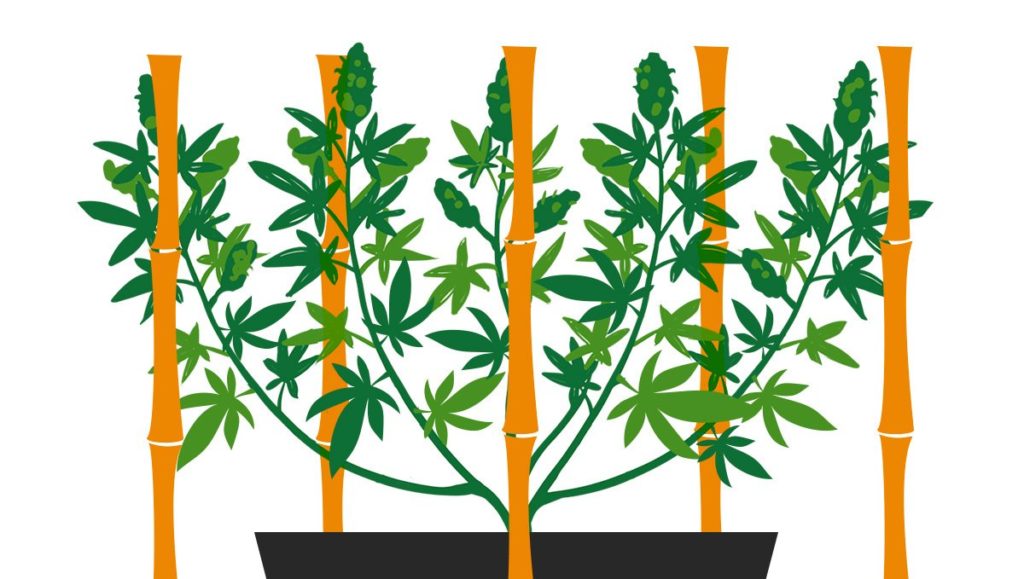 How To Support Heavy Weed Buds During Grows | The Seed Fair