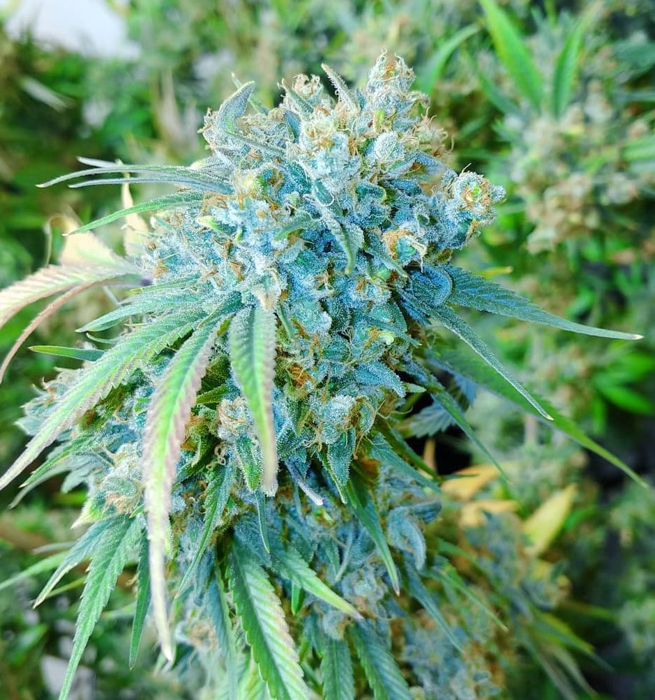 Alaskan Thunder Fuck Feminized Seeds | The Seed Fair