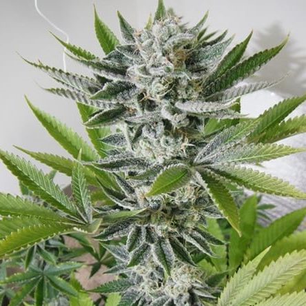 98 Aloha White Widow Cannabis Seeds | The Seed Fair