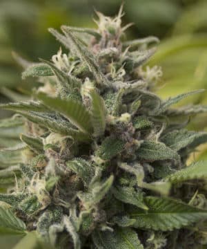 Blue Weed Strains Seeds | The Seed Fair