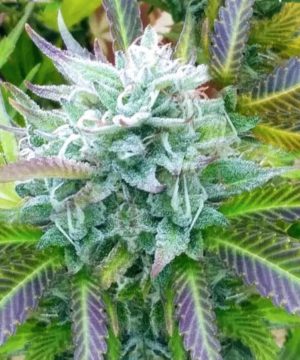 Blue Weed Strains | The Seed Fair