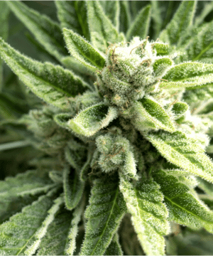 Buy Higher THC Cannabis Seeds | The Seed Fair