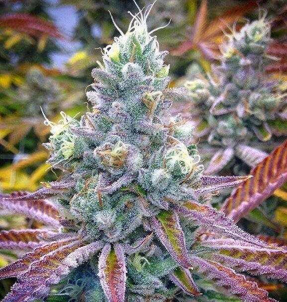 Tiger's Milk Feminized Seeds | The Seed Fair