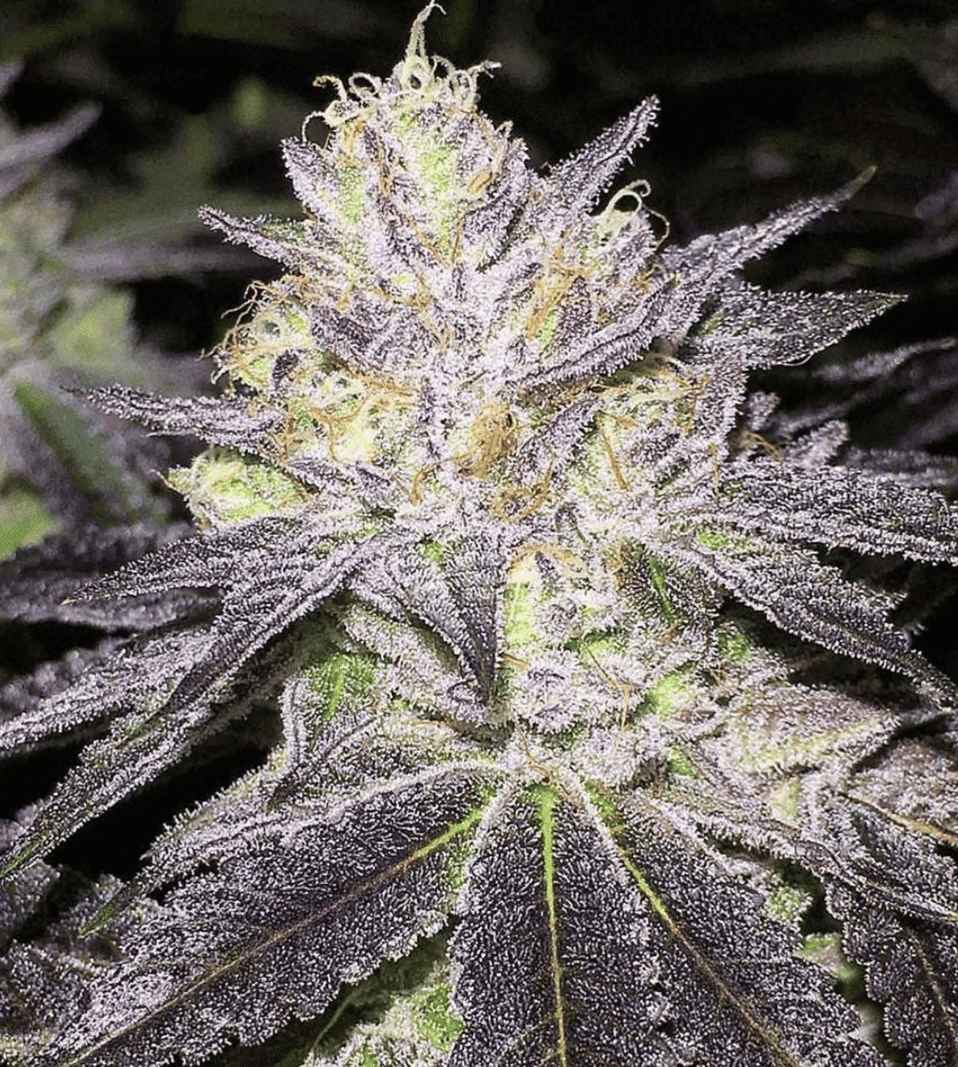 Romulan Feminized Seeds | The Seed Fair