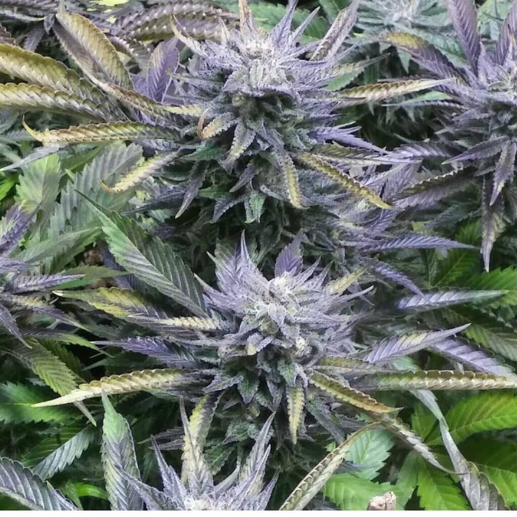 Purple Pantera Feminized Seeds | The Seed Fair