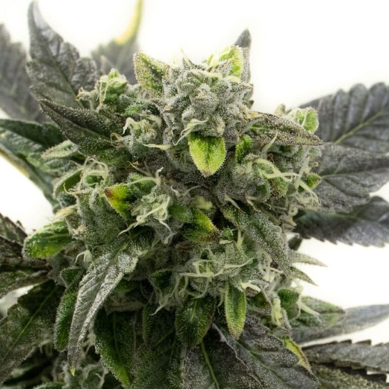 Auto OG Cheese Autoflower Seeds | The Seed Fair