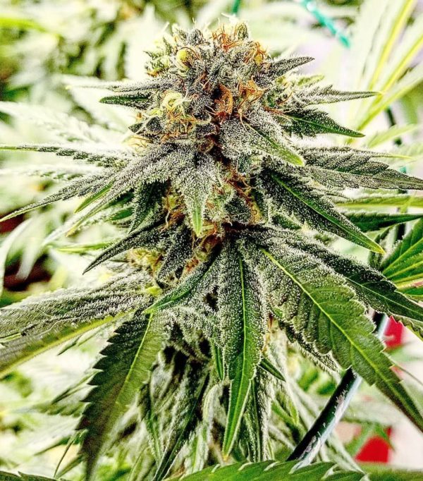 Hash Plant Feminized Seeds | The Seed Fair