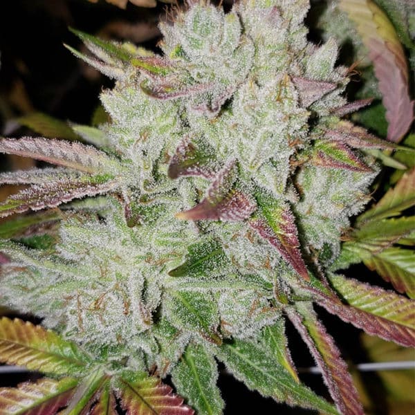 Khalifa Kush Feminized Seeds | The Seed Fair