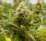 Lemon Tree Strain Information & Review | The Seed Fair