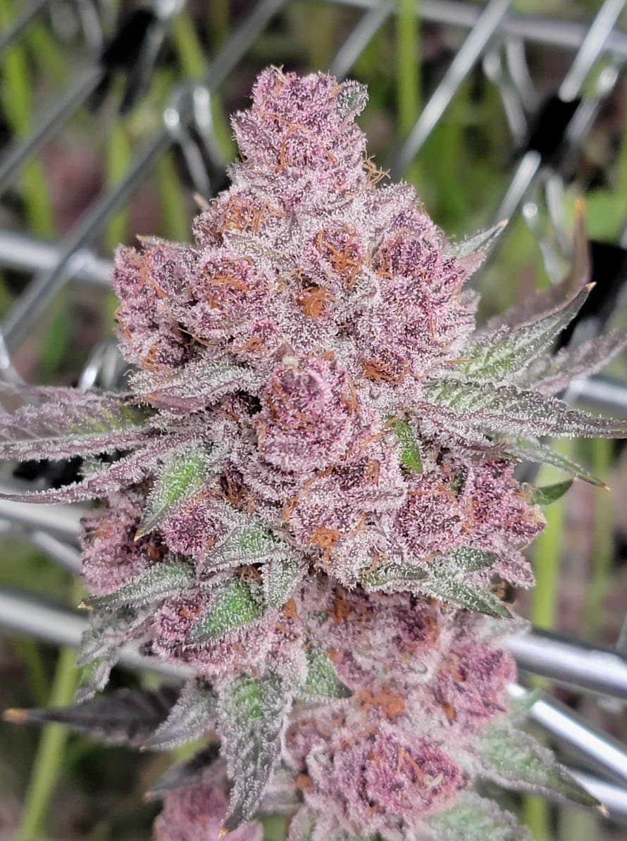 Tropicana Cherry Cannabis Seeds | The Seed Fair