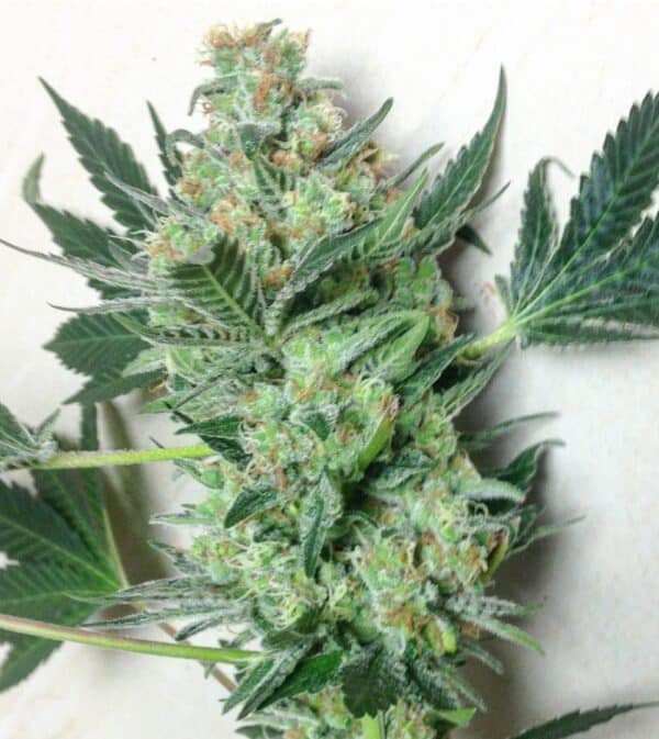Willy's Wonder Feminized Seeds | The Seed Fair