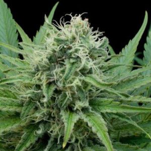 G13 Diesel Feminized Seeds | The Seed Fair