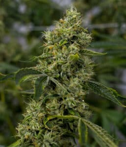 Red Eye OG Feminized Seeds | The Seed Fair