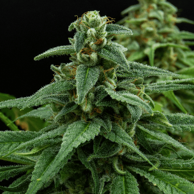 Red Headed Stranger Feminized Seeds | The Seed Fair