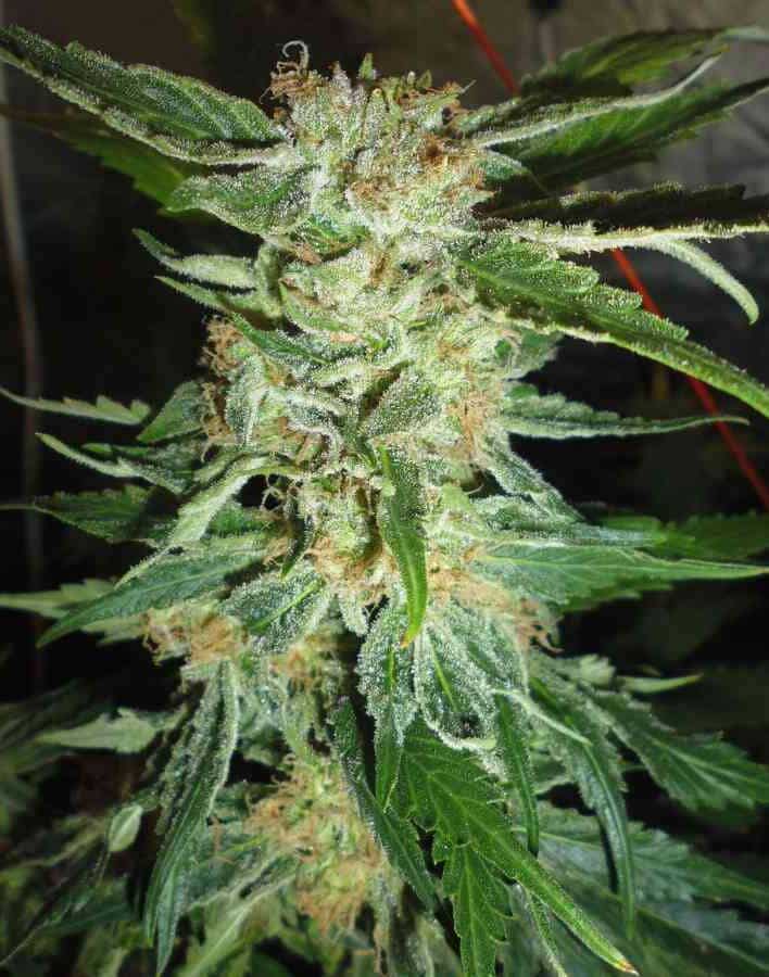 Bella Donna Feminized Seeds | The Seed Fair